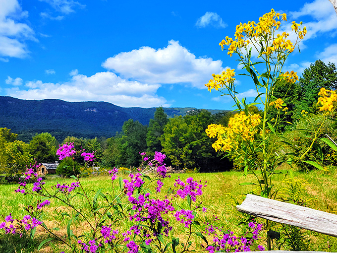 Wildflowers frame the breathtaking mountain vista, offering the same view that either inspired pioneers or made them question their life choices.