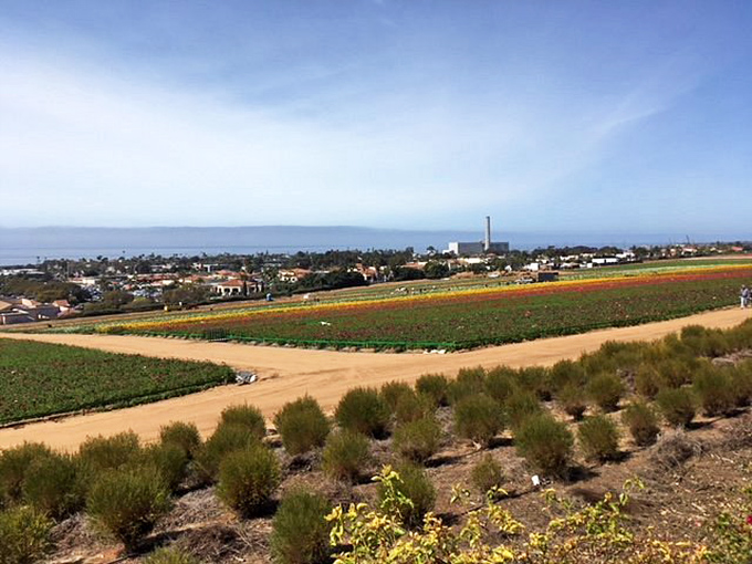 Ocean views provide the perfect backdrop for these fields of color. California showing off? Absolutely.