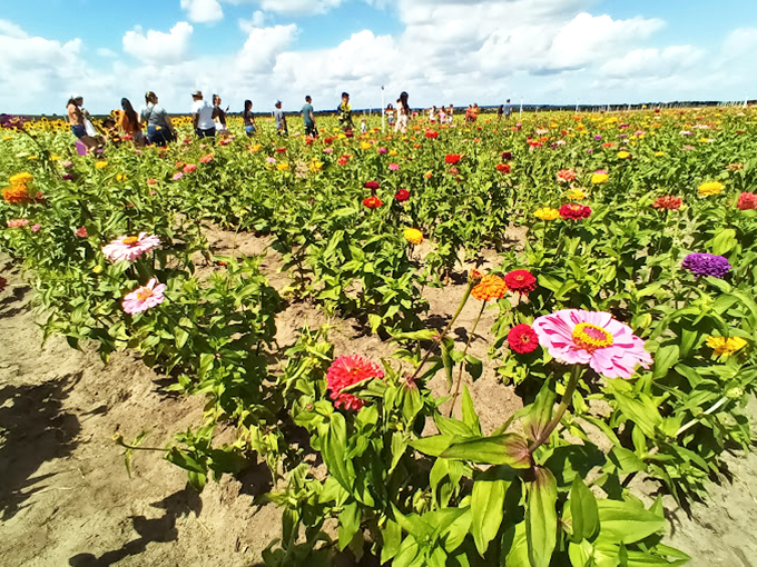 A rainbow of zinnia blooms creates a floral carpet so vibrant, it might make Dorothy reconsider that yellow brick road.