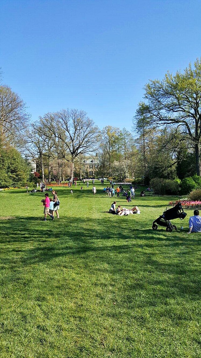 Families spread across the lawn on a perfect spring day, proving that sometimes the best entertainment doesn't require a screen or a subscription.