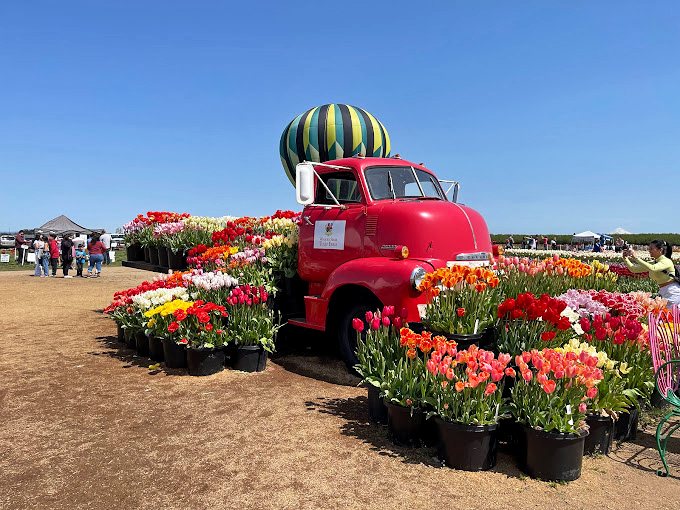 A vintage red truck transformed into a mobile garden display &ndash; when farm equipment retires, it apparently becomes even more photogenic.