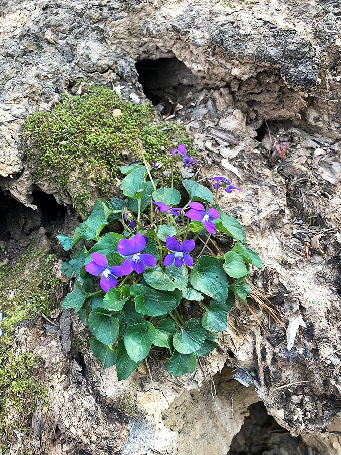 Mother Nature's purple prose&mdash;these wild violets are writing poetry on the forest floor, no English degree required.