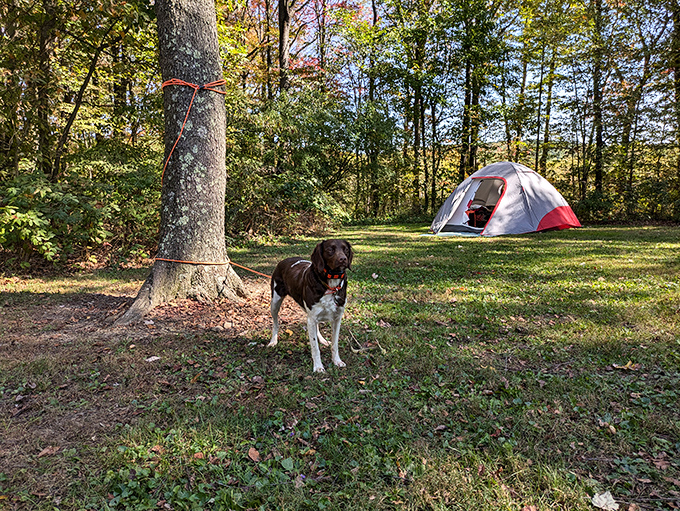 Primitive camping with your four-legged friend&mdash;the way nature intended. This pup looks like he's found his happy place among the whispering pines.