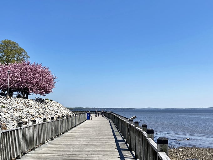 Cherry blossoms frame the promenade boardwalk in spring, creating nature's perfect pathway to the bay. Walking here counts as both exercise and therapy.