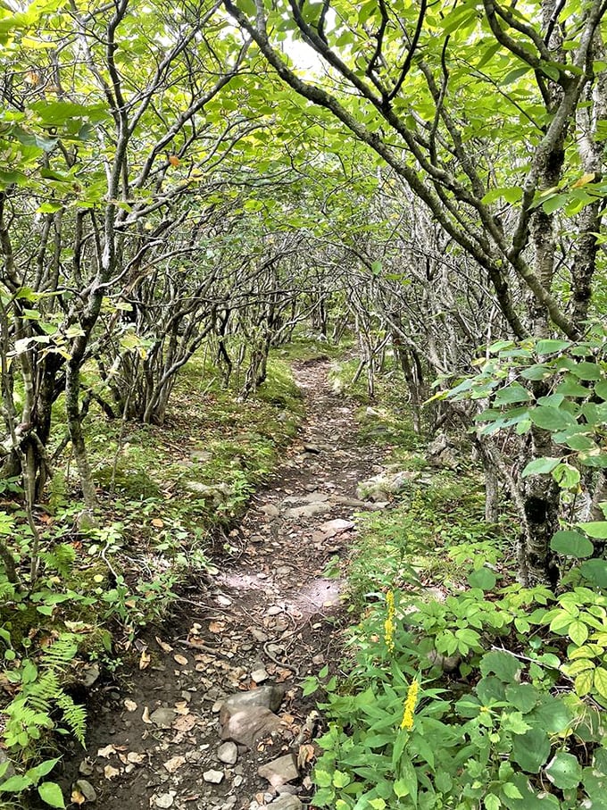 Nature's cathedral &ndash; where branches form perfect arches and sunlight filters through like stained glass.