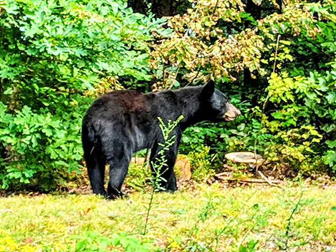 The local black bear population didn't get the memo about social distancing. This fellow appears to be conducting an informal campsite inspection.