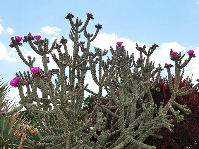 Desert meets Carolina as this dramatic cactus bursts into fuchsia blooms&mdash;nature's way of saying "even the prickliest characters have a softer side."