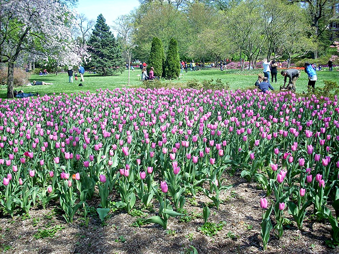 A field of pink tulips stretches toward the horizon, creating a floral ocean where visitors can wade through waves of color.