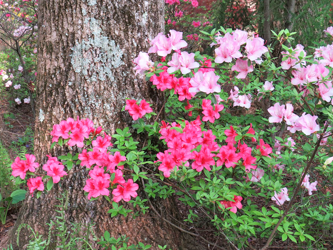 Tree bark becomes nature's wallpaper for these shocking pink blooms, proving that sometimes the simplest backdrop creates the most dramatic effect.