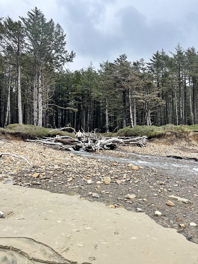 Cathedral-like silence among giants that were saplings when your great-grandparents were born. These trees have stories that would fill libraries.