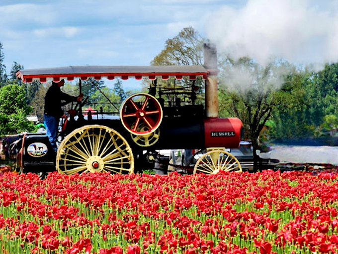 This steam-powered beauty chugs through the fields, proving that even industrial machinery looks poetic when surrounded by flowers.