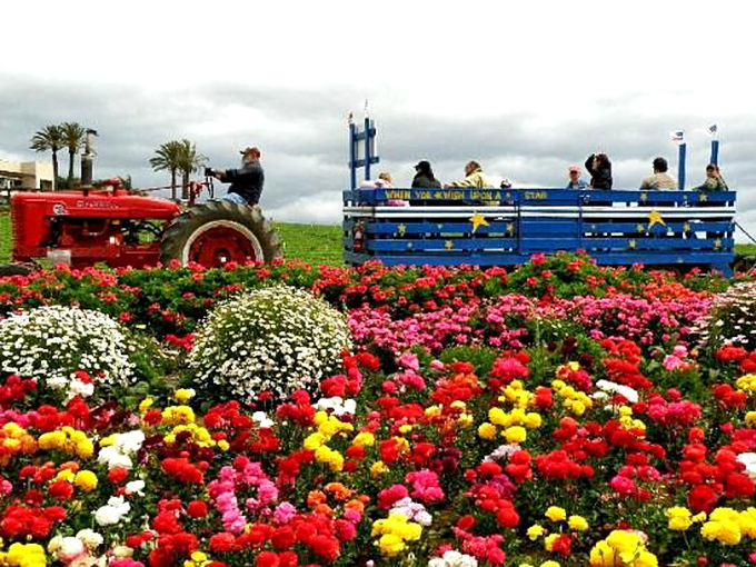All aboard the "Coaster" wagon ride&mdash;the happiest traffic jam in Southern California, where snail's pace is precisely the point.