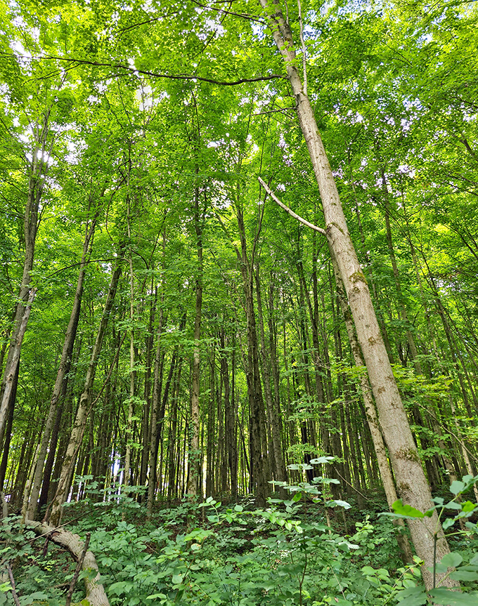 Towering trees create nature's cathedral, with sunlight filtering through leaves like stained glass in this woodland sanctuary.