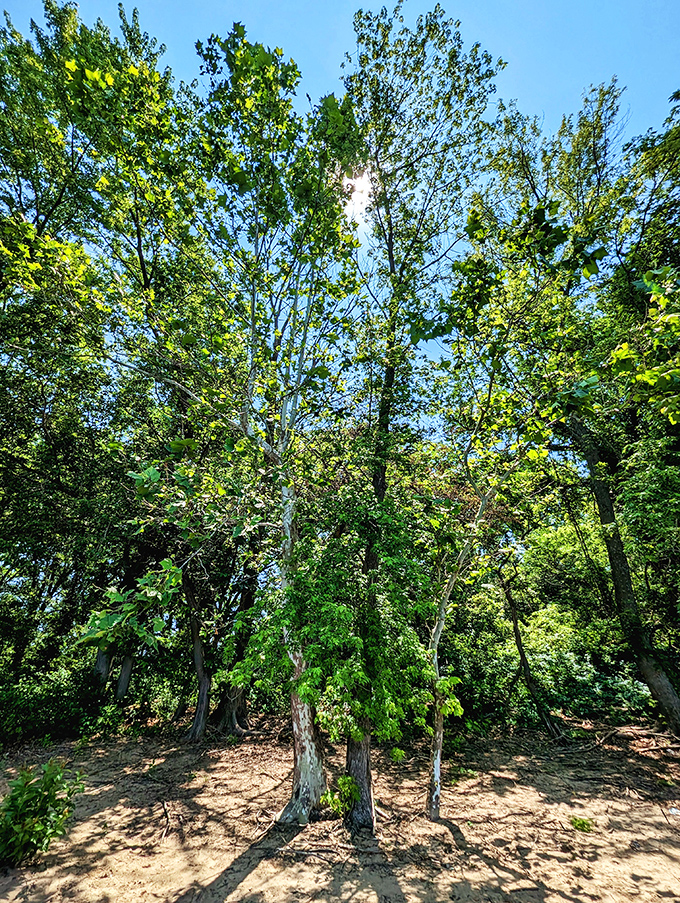 Looking up through this natural cathedral of leaves, you'll find the kind of peace megachurches can only dream about providing.