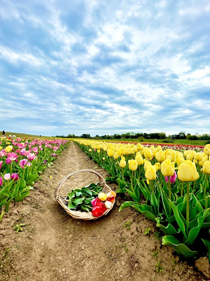 A wicker basket filled with freshly cut tulips rests between rows of yellow and pink blooms. Your flower arranging dreams begin right here.