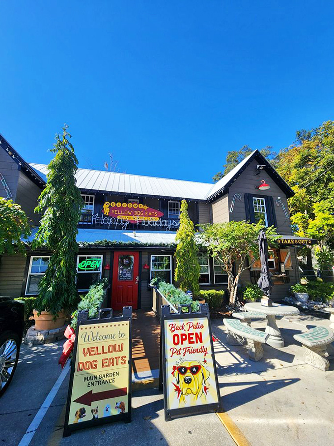 11b. yellow dog eats (gotha)