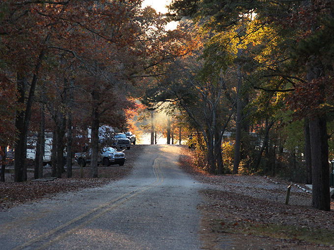 Autumn's grand finale paints the park road in golden light. Nature's version of rolling out the red carpet.