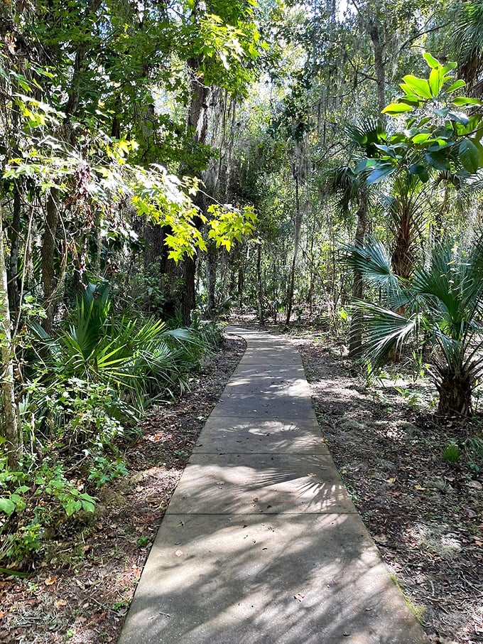 Sunlight dapples this concrete path through a jungle-like hammock, where every step feels like you're discovering uncharted territory.
