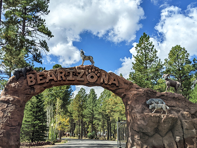Bearizona's entrance arch promises wild encounters without the safari airfare. Where else can you see wolves, bears, and bison while still having cell service?