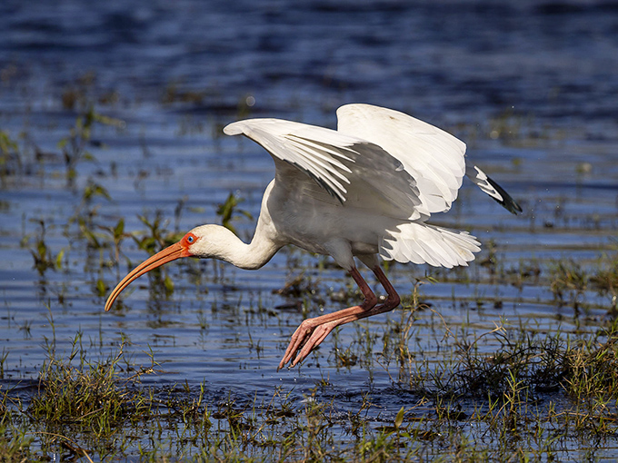 The white ibis performs its graceful ballet across the shallows. Nature's choreography outshines anything you'll see on those dancing competition shows.