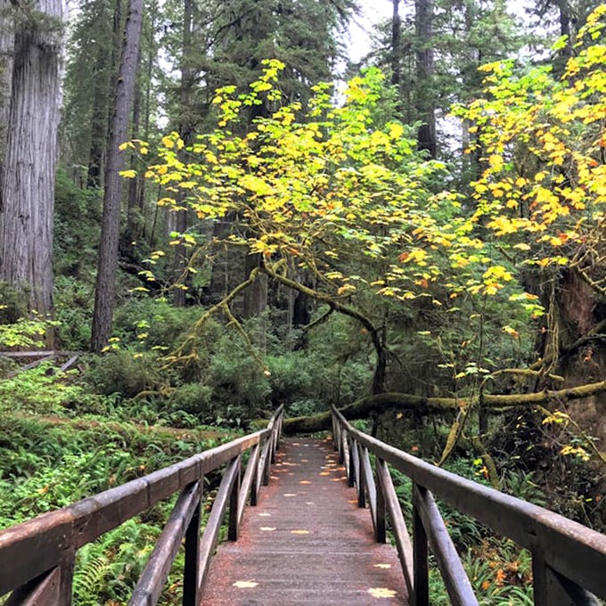 This footbridge doesn't just connect trails&mdash;it invites exploration into a world where vibrant maples punctuate the evergreen canvas.