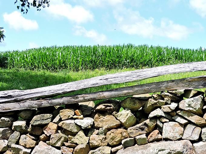 Cornfields meet ancient stone walls in perfect contrast: modern agriculture flourishing alongside centuries-old craftsmanship that refuses to crumble.
