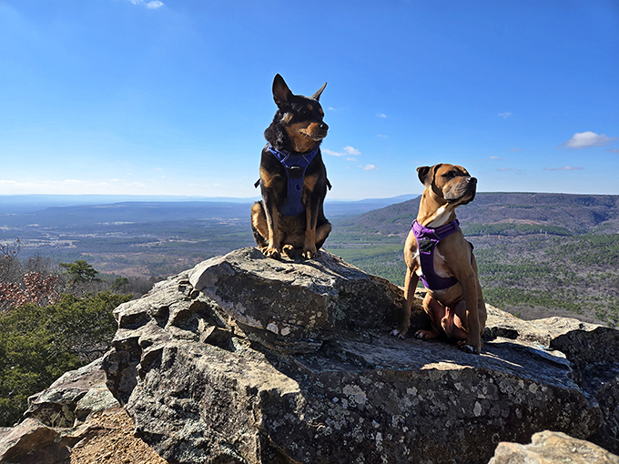 Even the four-legged visitors seem to understand they've stumbled upon something special&mdash;that's not a dog pose, it's a profound moment of canine contemplation.