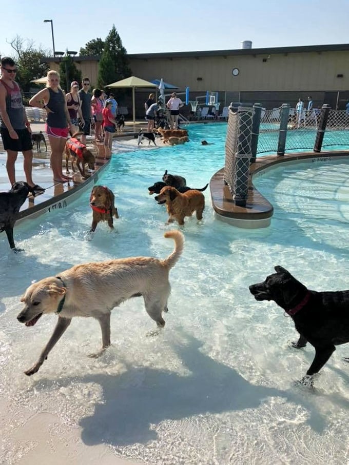 Doggy paddle takes on a whole new meaning during the park's pet-friendly days. The only time "pool hair" is acceptable for everyone involved.