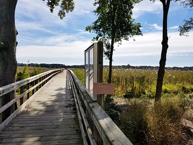 Nature and architecture create perfect harmony along this wooden walkway, where marshland whispers stories of the Chesapeake's complex ecosystem.
