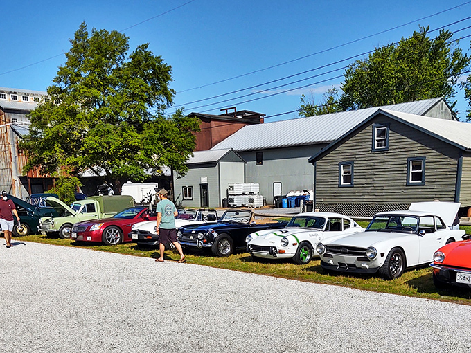 British sports cars line up like old friends at a reunion, each with stories to tell of winding roads and racing glory. 