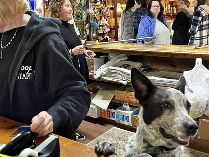 Even the shop dog knows quality when he sees it—the best antiquing assistants have four paws and impeccable taste.