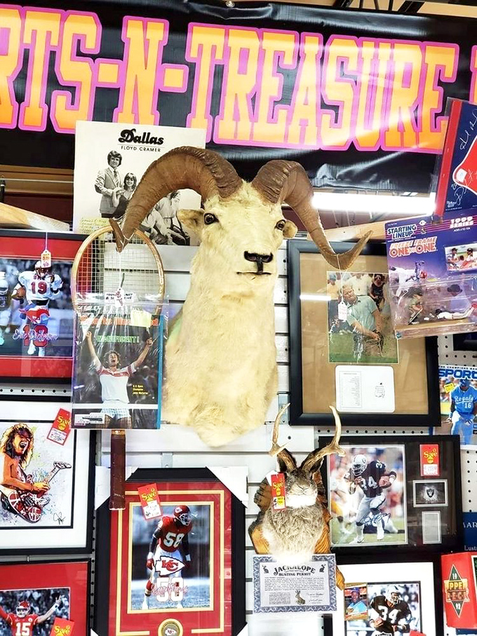 Where sports memorabilia meets taxidermy in the most Kansas way possible. That ram looks as surprised to be there as I am.