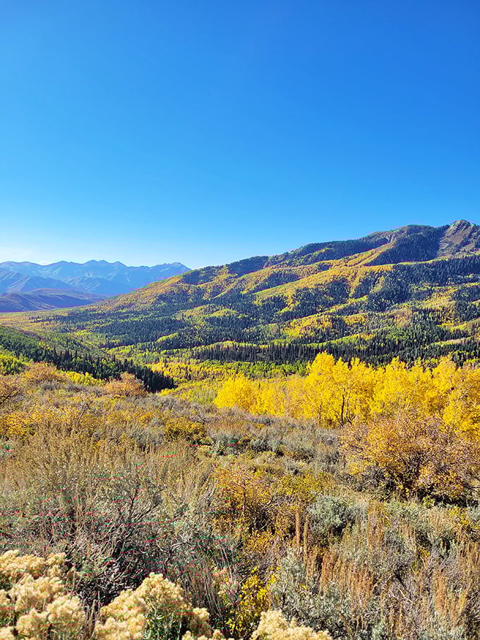 Fall foliage that transforms hillsides into rivers of gold—nature's way of showing off before winter arrives.