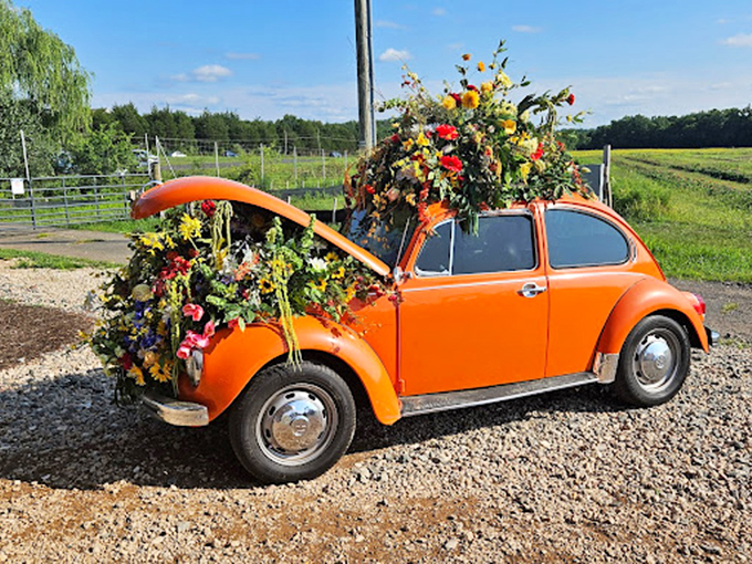 This flower-festooned VW Beetle proves that sometimes the best garden is the one you can drive home. Mobile botanical brilliance at its finest.
