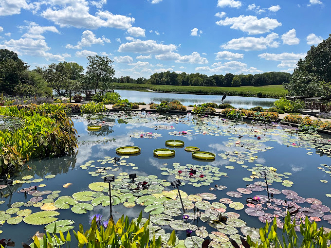 Giant lily pads float like green dinner plates on the water, creating nature's version of a fancy table setting.