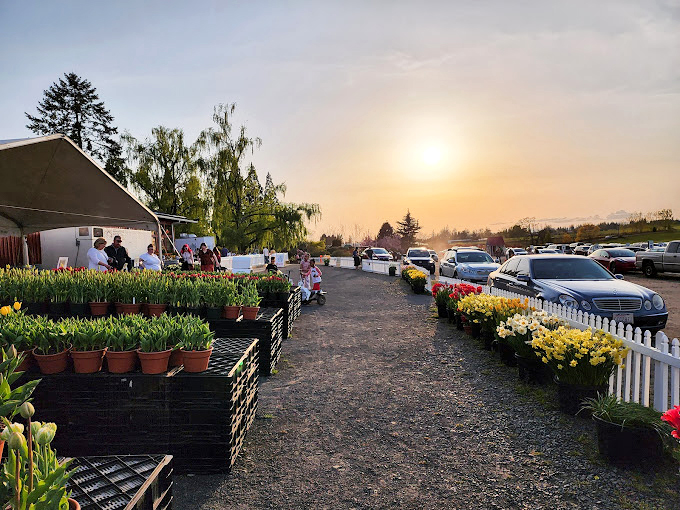 Sunset bathes the parking area in golden light as visitors reluctantly prepare to leave this floral wonderland behind.