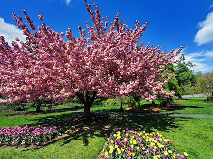 Spring explodes in pink fireworks that don't fade after ten seconds. Nature's celebration comes with a soundtrack of buzzing bees.