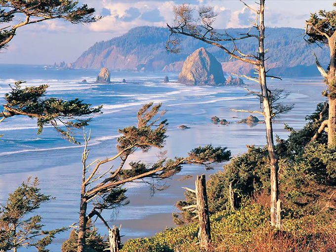 The Oregon coast reveals itself through a frame of wind-sculpted pines, with Haystack Rock standing sentinel over the Pacific's mood swings.