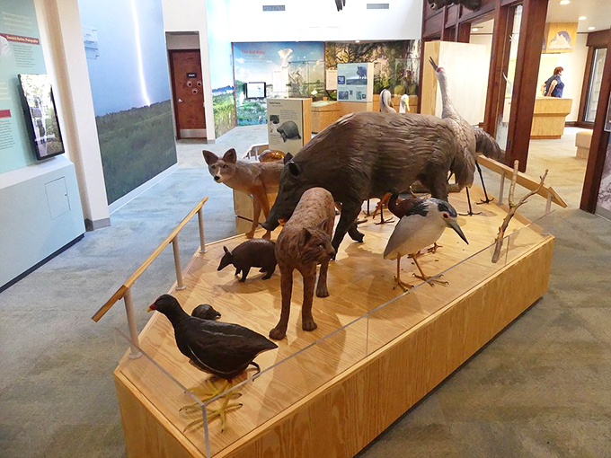 These taxidermy residents tell the prairie's story without saying a word—Florida's wildlife diversity frozen in educational tableau.