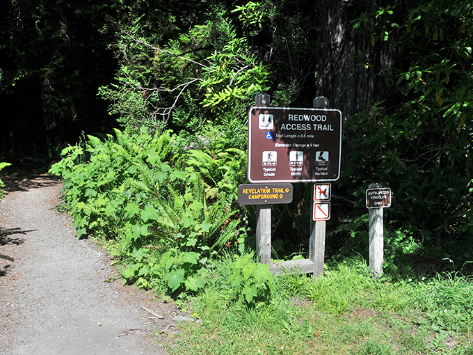 Trail markers standing like friendly guides at the forest's edge. "This way to experiences your smartphone can't replicate."