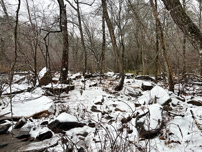 Winter's quiet transformation of familiar landscapes. The snow-dusted forest floor reveals a different side of Georgia many visitors never witness.