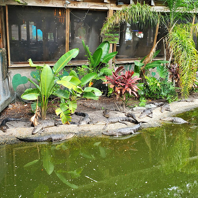 The alligator lagoon: where your lunch watches you eat their distant cousins. Nature's most awkward dining arrangement, and utterly fascinating.