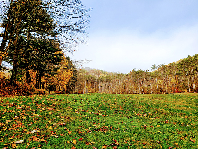 Fall's paintbrush transforms the landscape into a masterpiece of amber and gold. This scene makes leaf-peeping feel less like an activity and more like a spiritual experience.