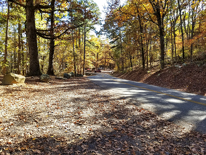 Autumn transforms Mount Nebo's winding roads into tunnels of gold, where every curve reveals a new reason to drive 5 mph under the speed limit.