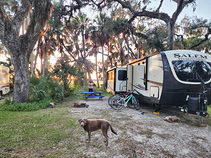 Camping Myakka-style: where your backyard features ancient oaks, curious wildlife, and sunsets that make hotel rooms seem like a downgrade.