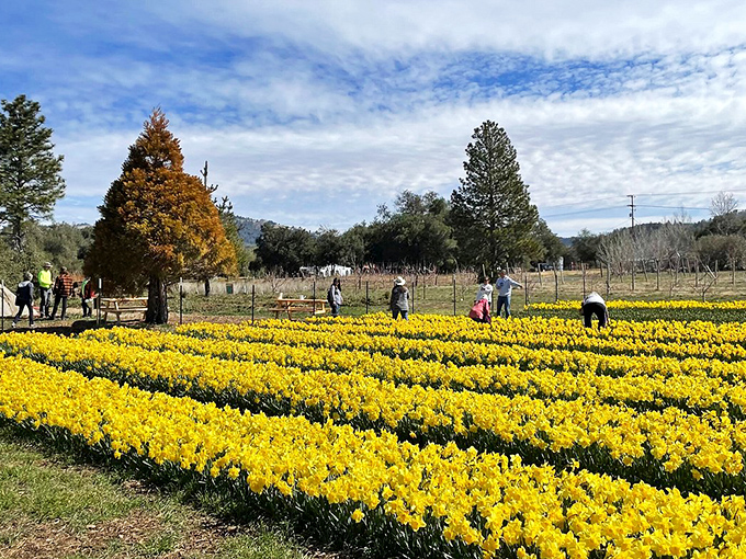 Julian's daffodil fields burst into golden glory each spring, creating a yellow carpet that would make Dorothy's brick road jealous.