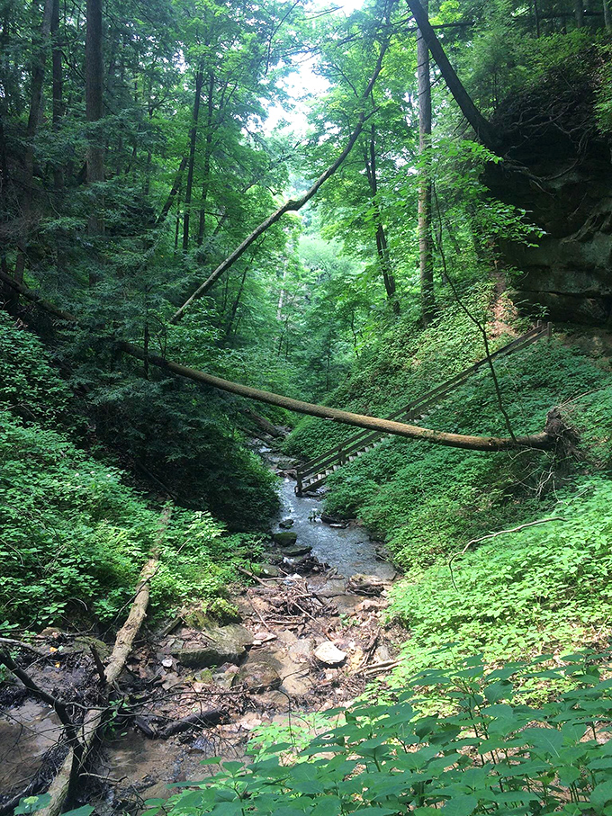 Jurassic Park minus the dinosaurs. This lush ravine with its fallen logs and bubbling stream feels like stepping back in time to when wilderness ruled the Midwest.