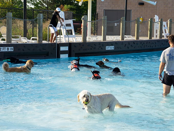 Doggy paddle takes on its literal meaning during pet swim day, where four-legged family members discover the joy of public pools without the burden of swimwear.