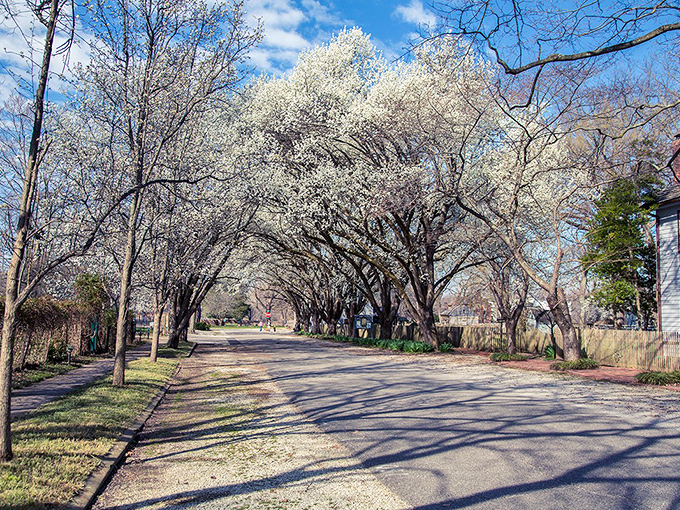 Spring transforms ordinary streets into flowering tunnels of white blossoms. Even the most dedicated indoor person might reconsider their stance on nature walks here.