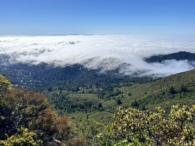 The famous "sea of fog" blankets the valleys below while Mount Tam stands proud above it all. Cloud-surfing without leaving solid ground.
